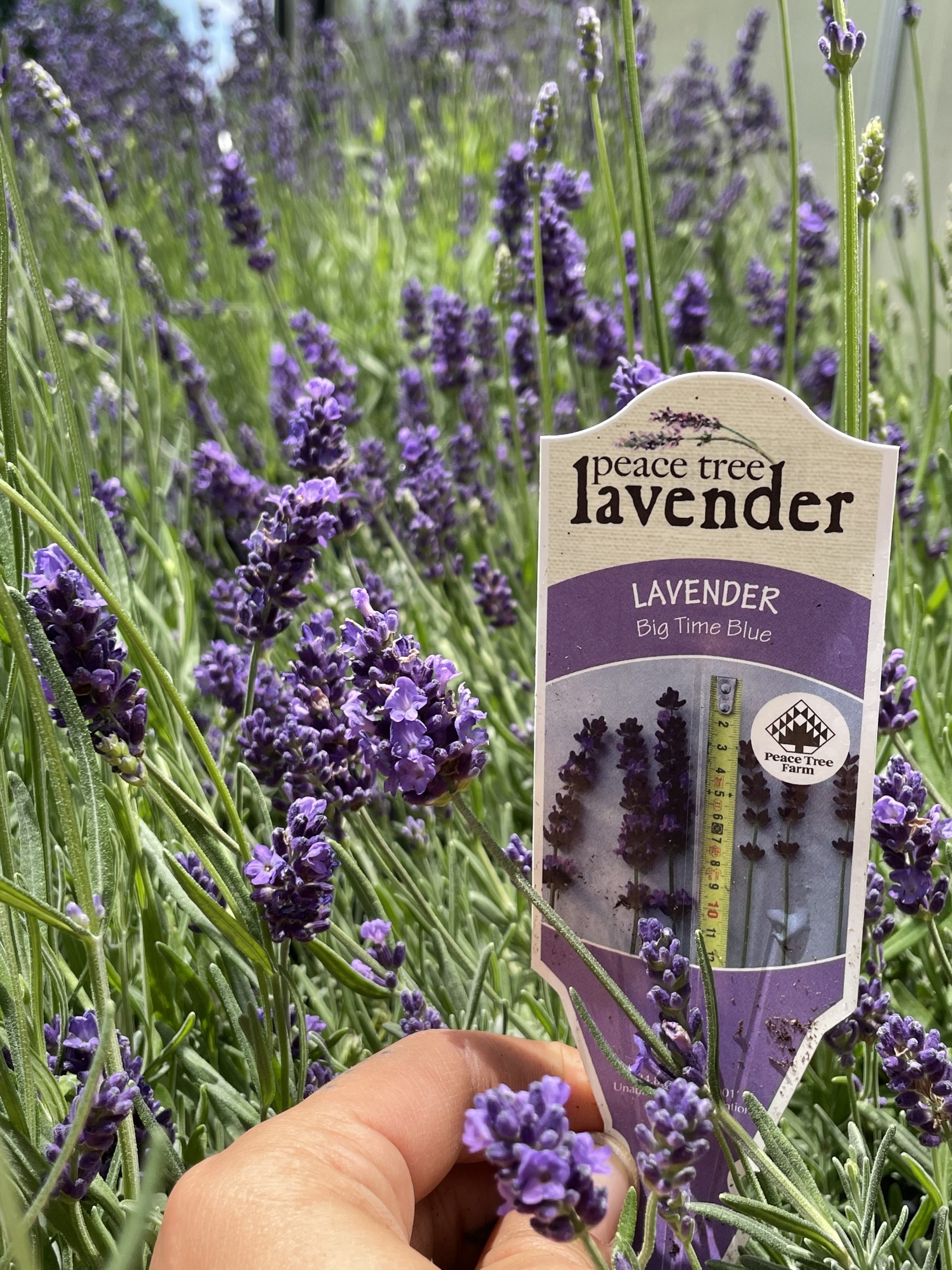 Lavandula angustifolia Big Time Blue - Peace Tree Farm