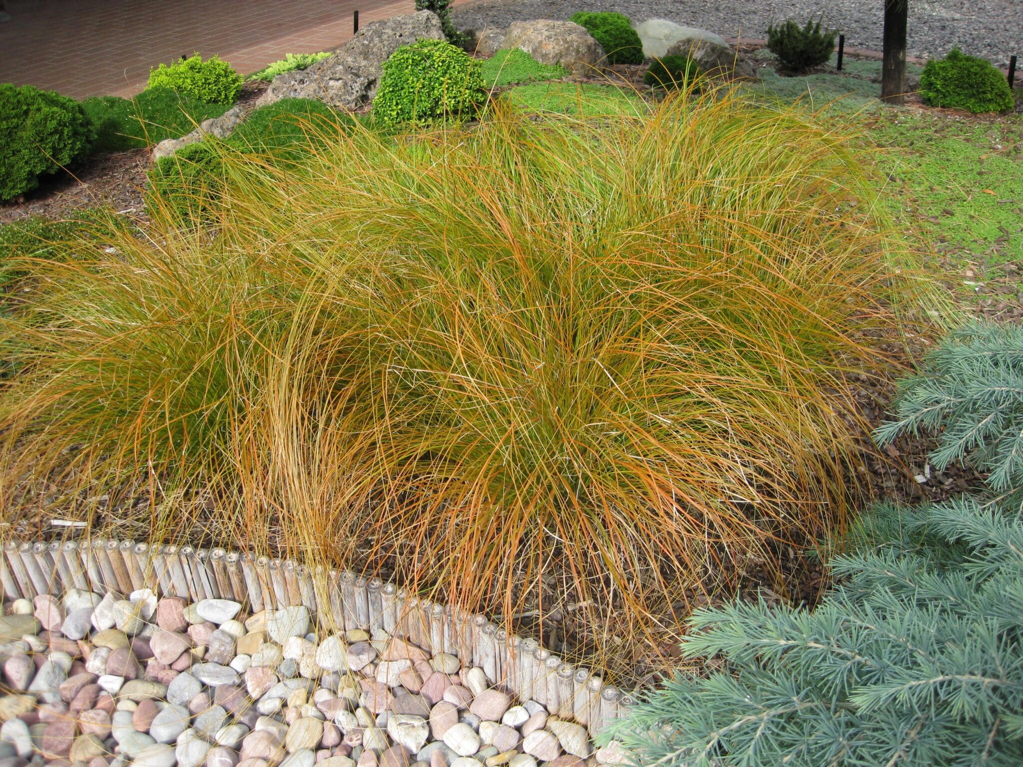 Carex testacea 'Prairie Fire' - Peace Tree Farm