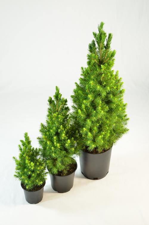 Picea-Conica Select - Peace Tree Farm