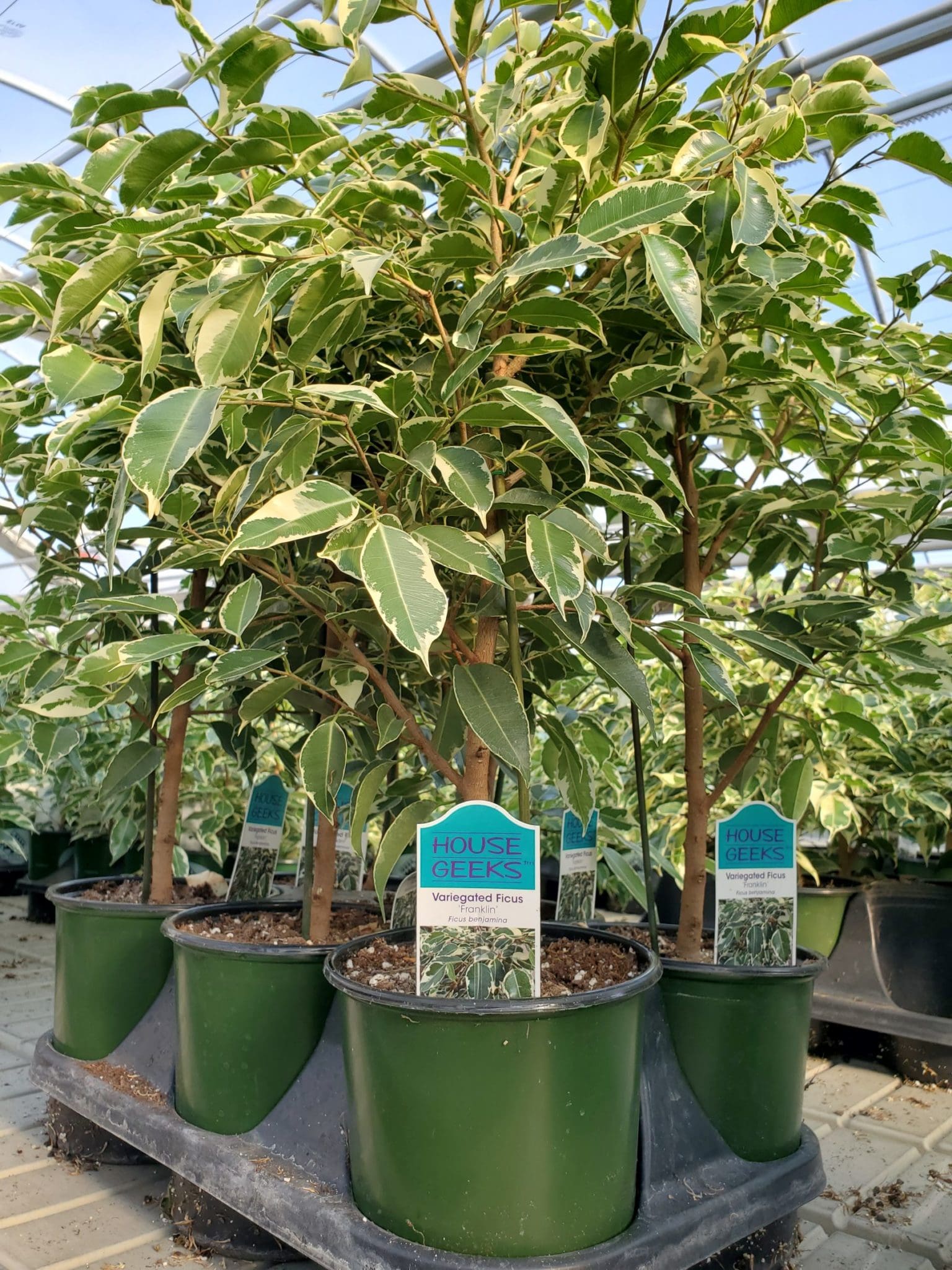 Ficus benjamina 'Variegata' - Peace Tree Farm