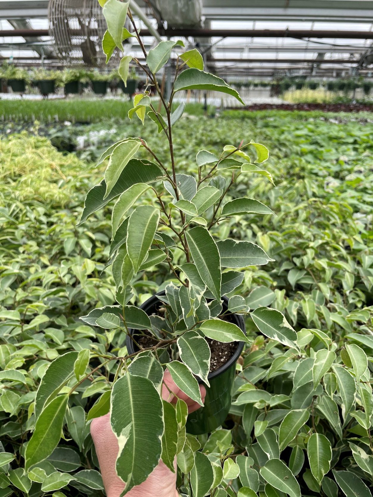 Ficus benjamina 'Variegata' - Peace Tree Farm