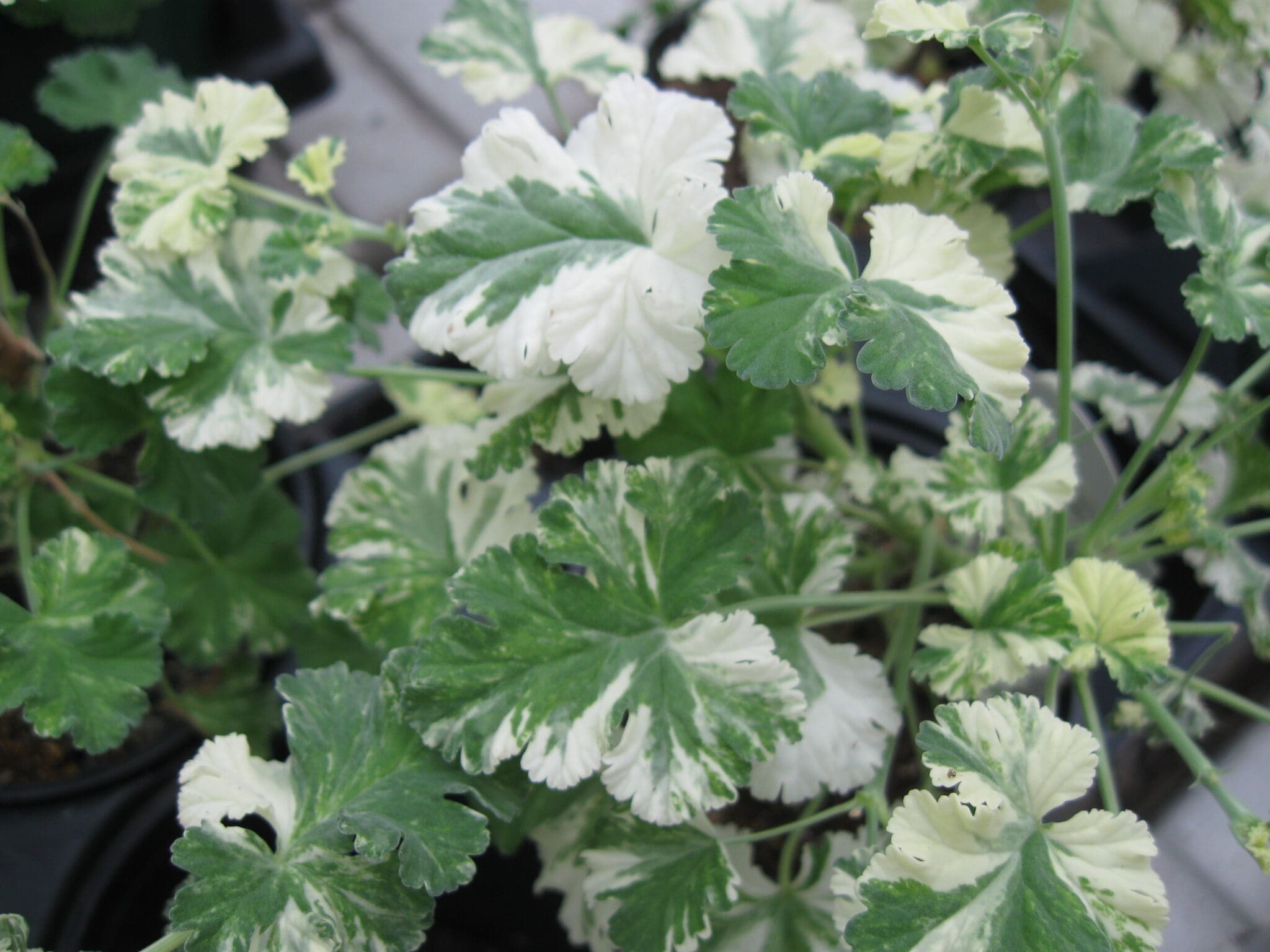 Pelargonium spp. Nutmeg Variegated Geranium - Scented Geranium Peace ...