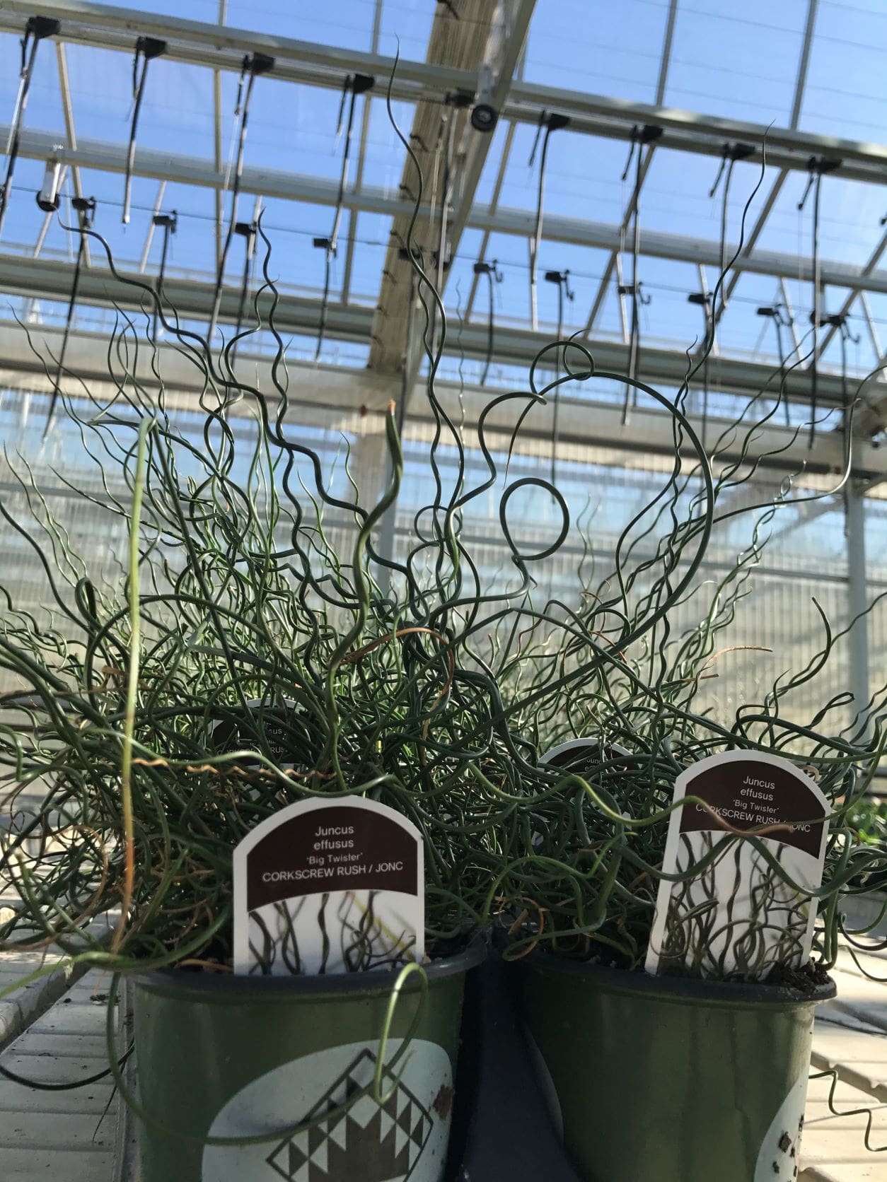 Juncus effusus Big Twister - Peace Tree Farm