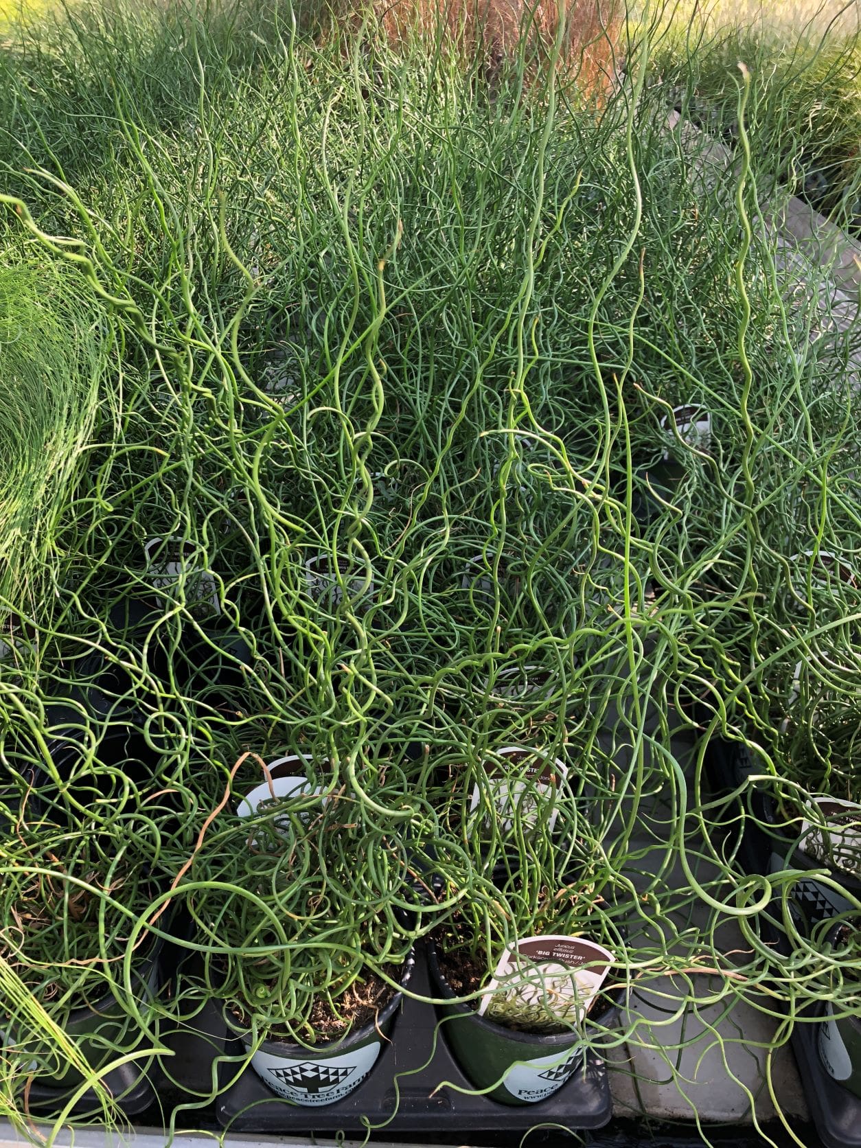 Juncus effusus Big Twister - Peace Tree Farm