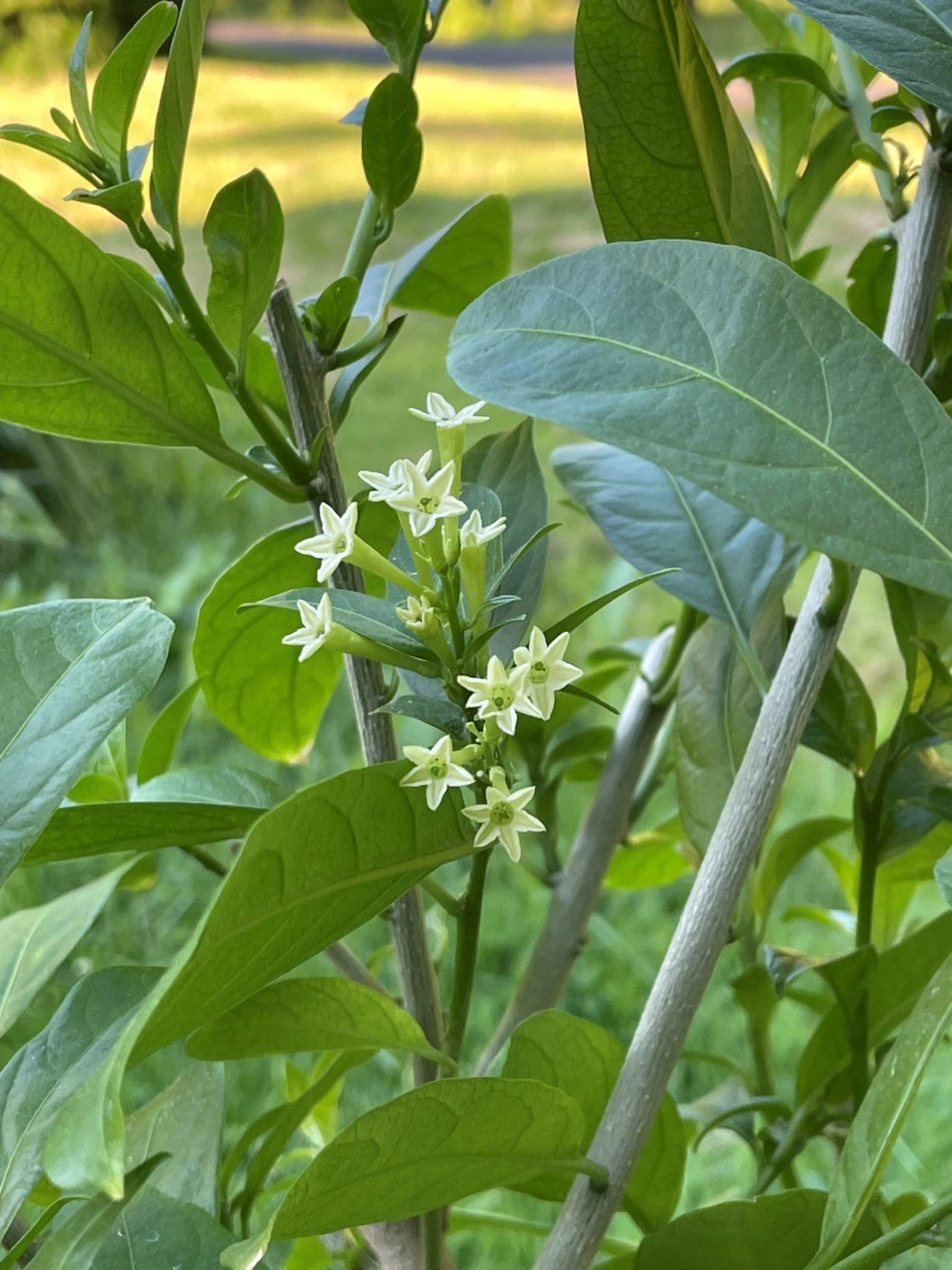 Cestrum nocturnum 'Night Blooming Jasmine' - Peace Tree Farm