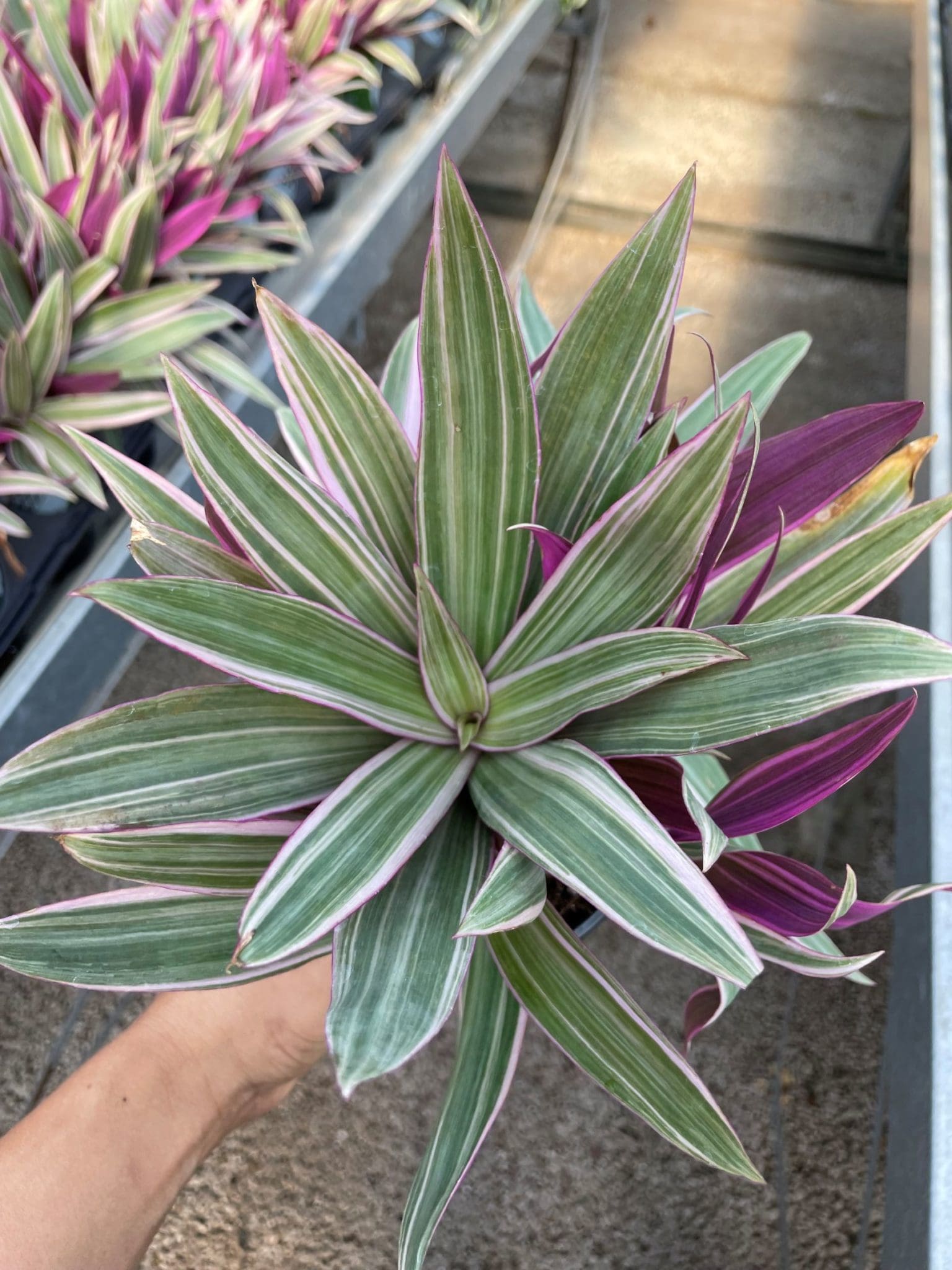 Rhoeo ‘Tricolor’ (Tradescantia spathaea) - Peace Tree Farm