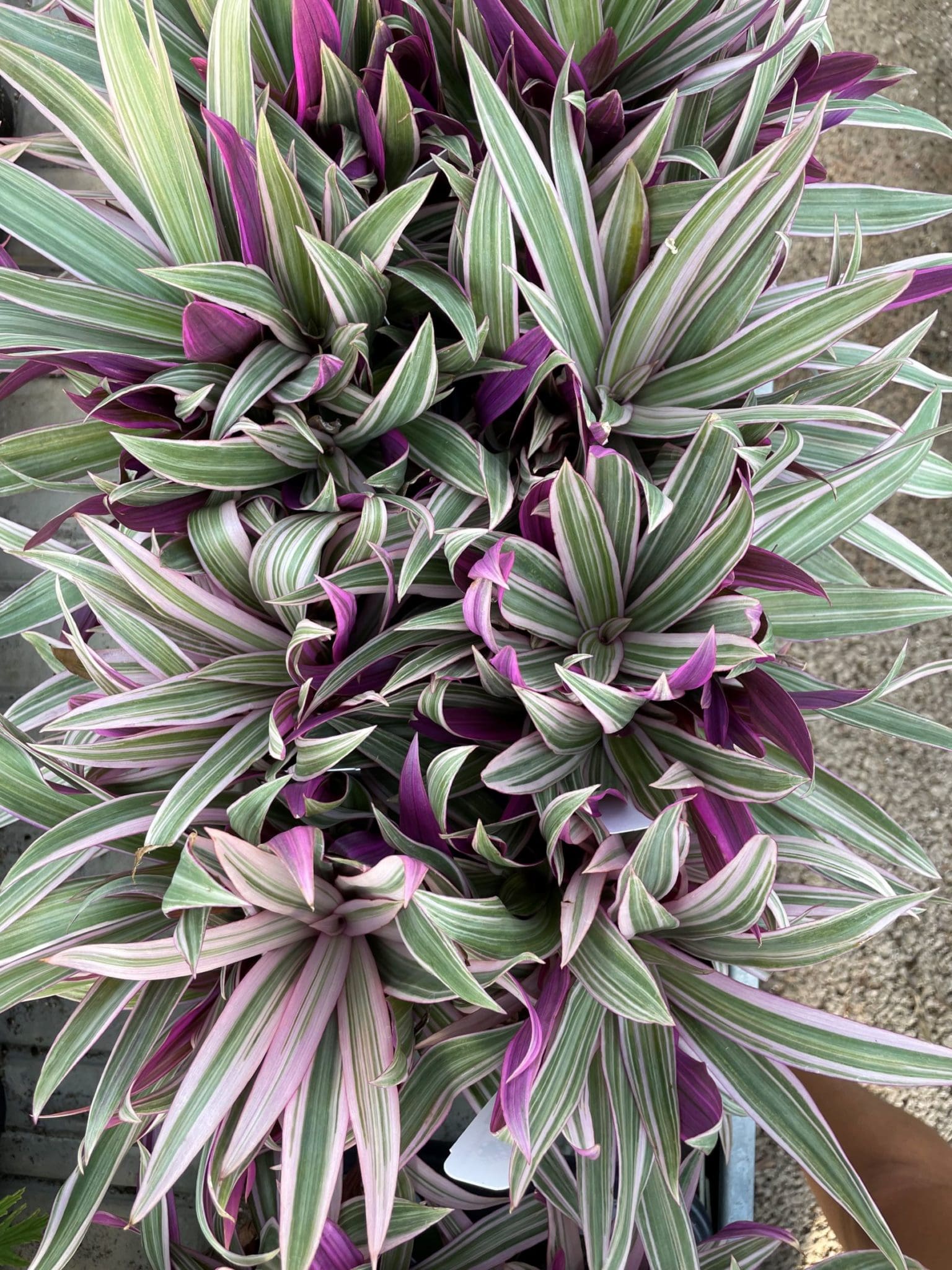 Rhoeo ‘Tricolor’ (Tradescantia spathaea) - Peace Tree Farm
