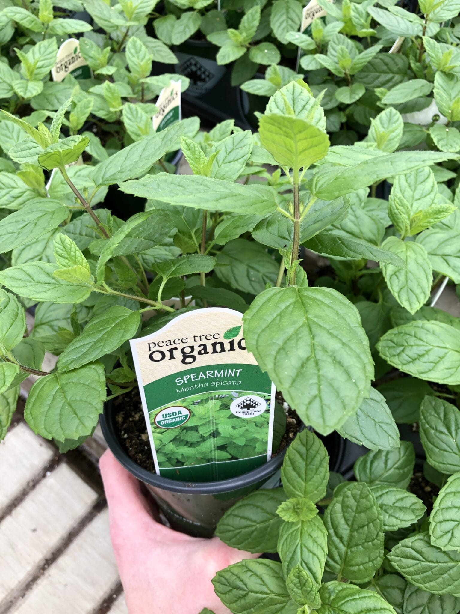 Mentha spicata Spearmint - Peace Tree Farm Organic spearmint