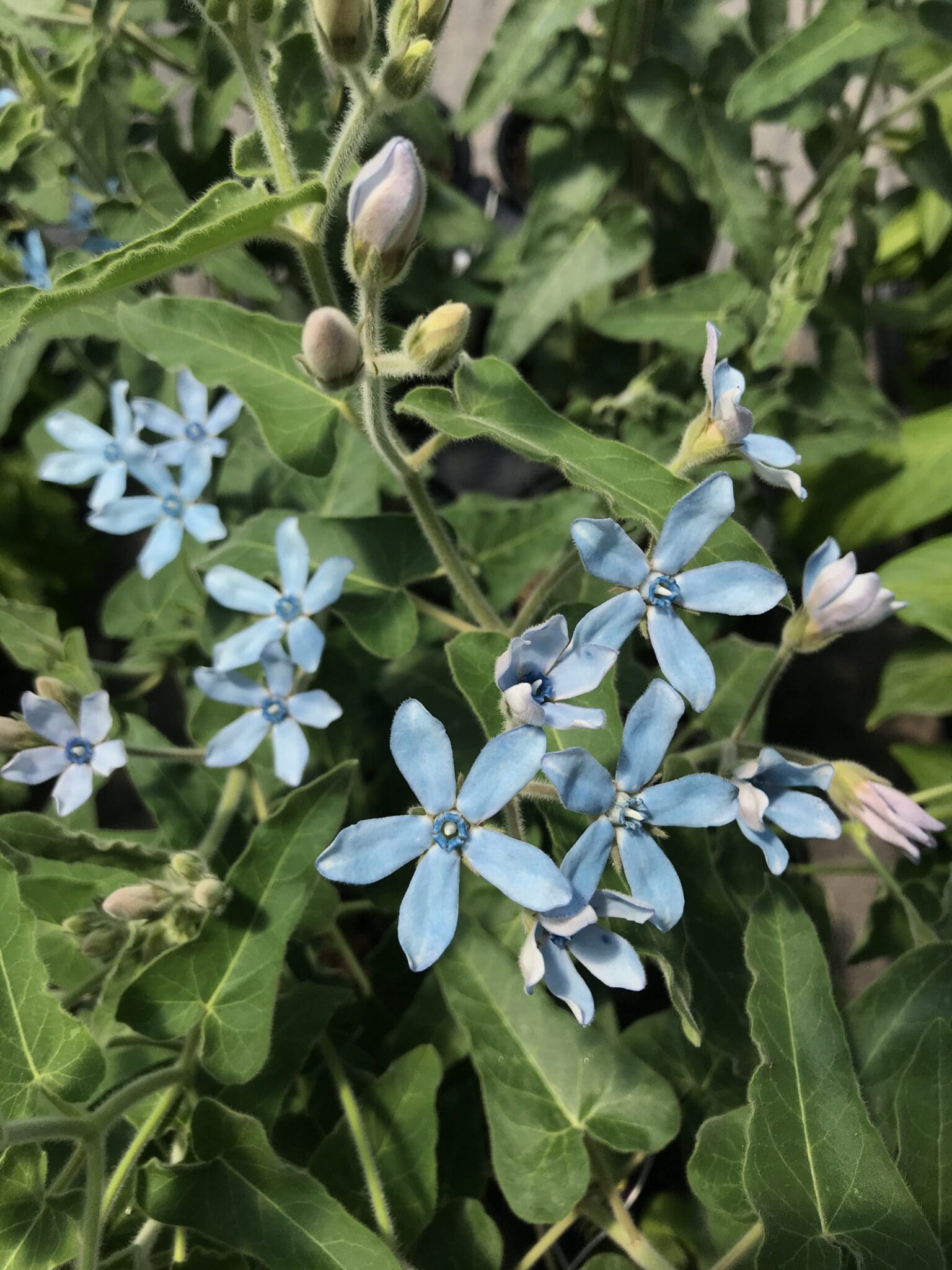 Oxypetalum caeruleum Tweedia - Peace Tree Farm Tweedia Blue Flower