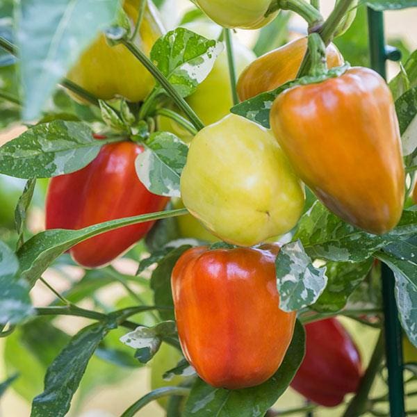 Pepper 'Mini Bell Mix' - Peace Tree Farm