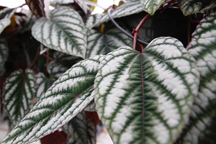 Cissus spp. Discolor - Peace Tree Farm Begonia Vine