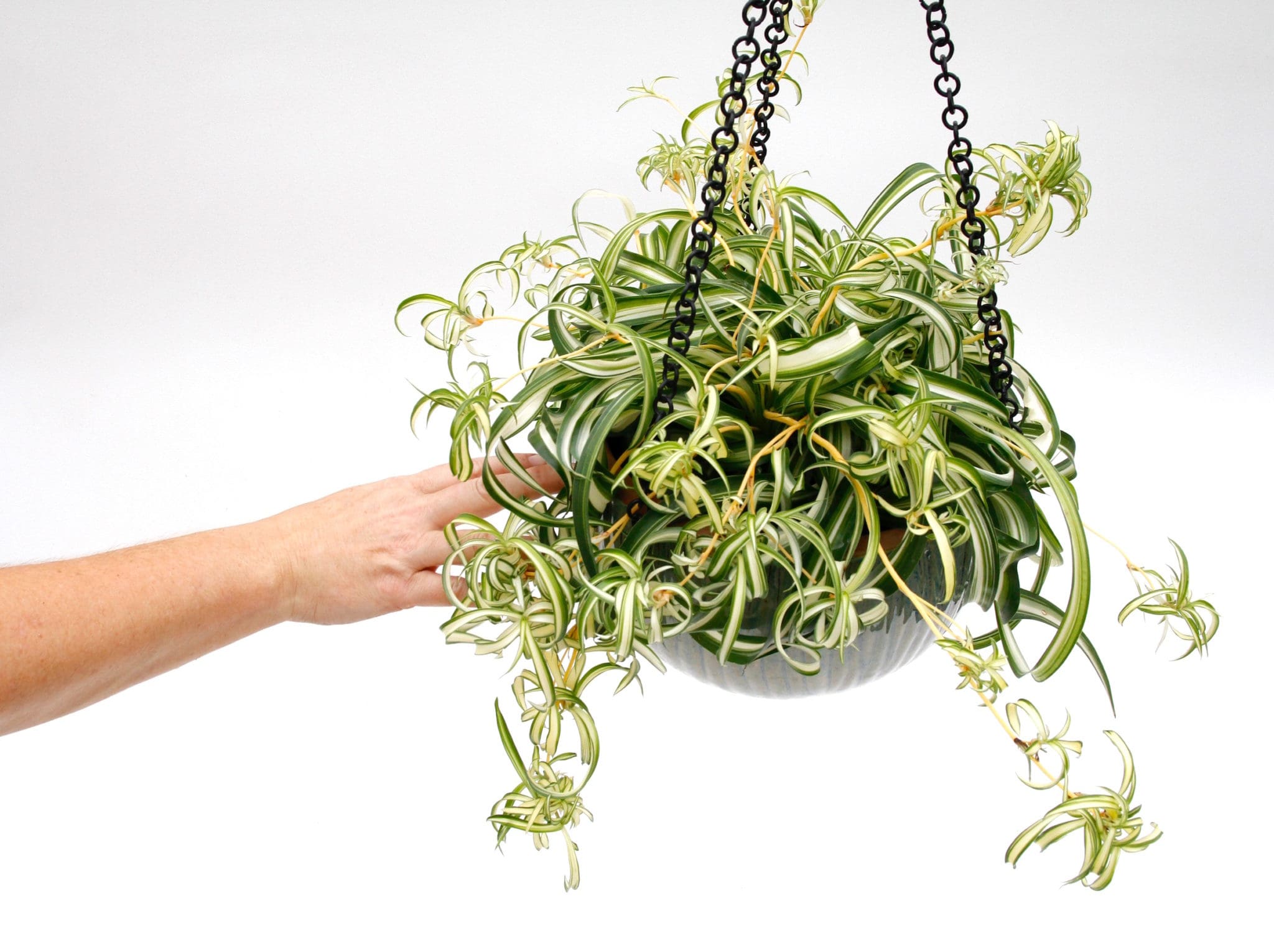 Chlorophytum spider 'Curly Bonnie' - Peace Tree Farm