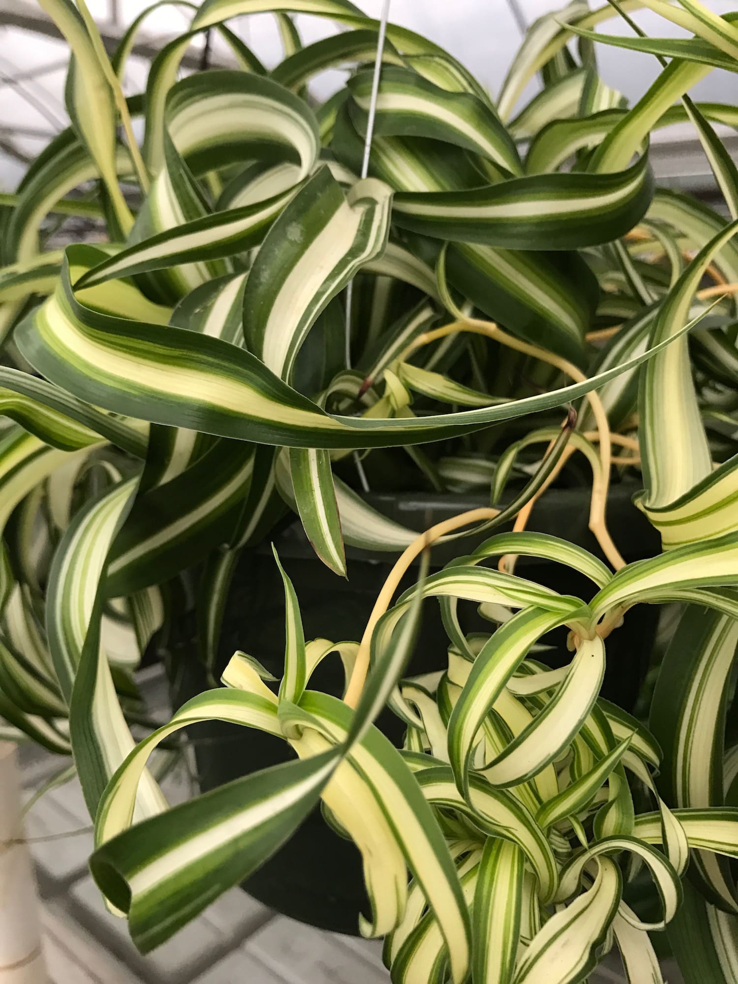Chlorophytum spider 'Curly Bonnie' - Peace Tree Farm