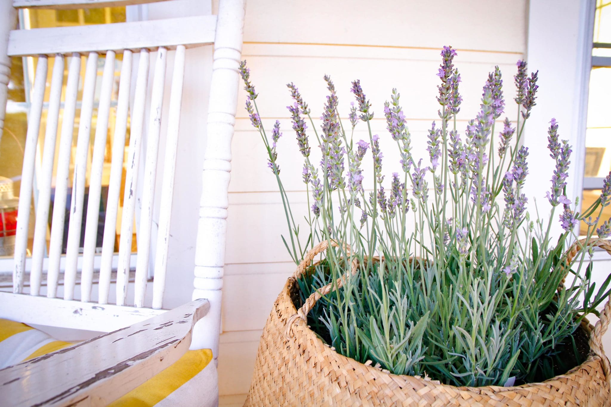Lavandula x intermedia Sensational!® - Peace Tree Farm