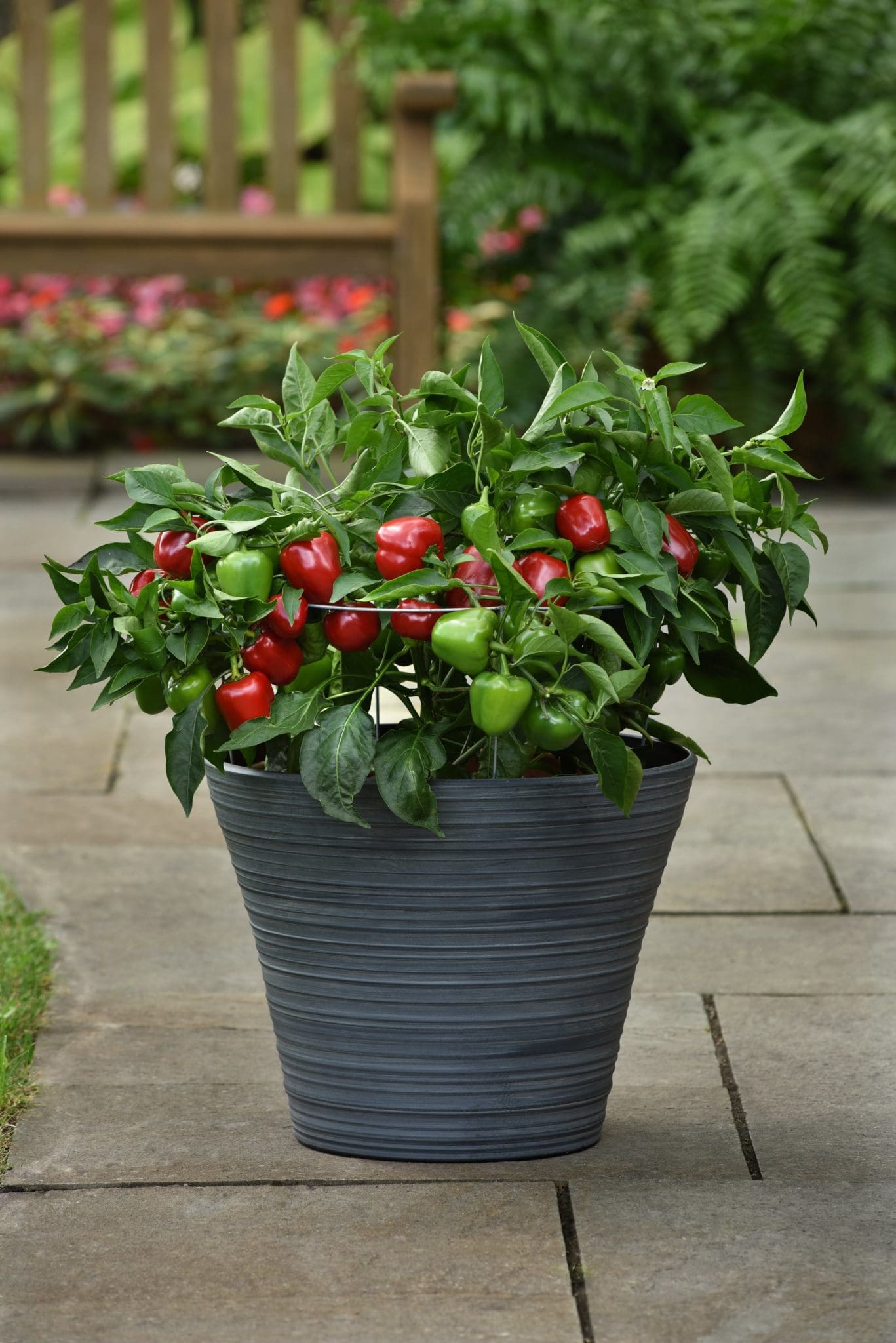 Pepper 'Snackabelle Red' - Peace Tree Farm