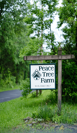 Thank you! - Peace Tree Farm