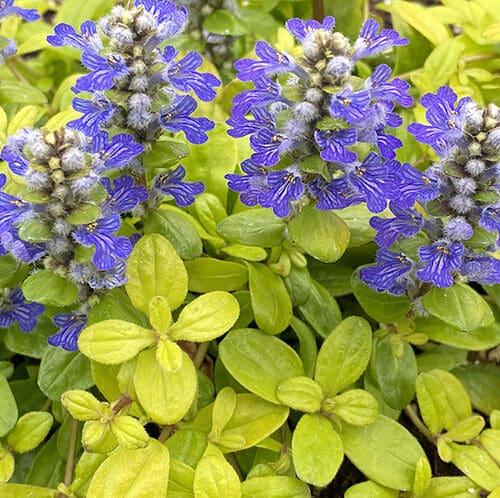 Ajuga Feathered Friends® 'Cordial Canary' - Peace Tree Farm