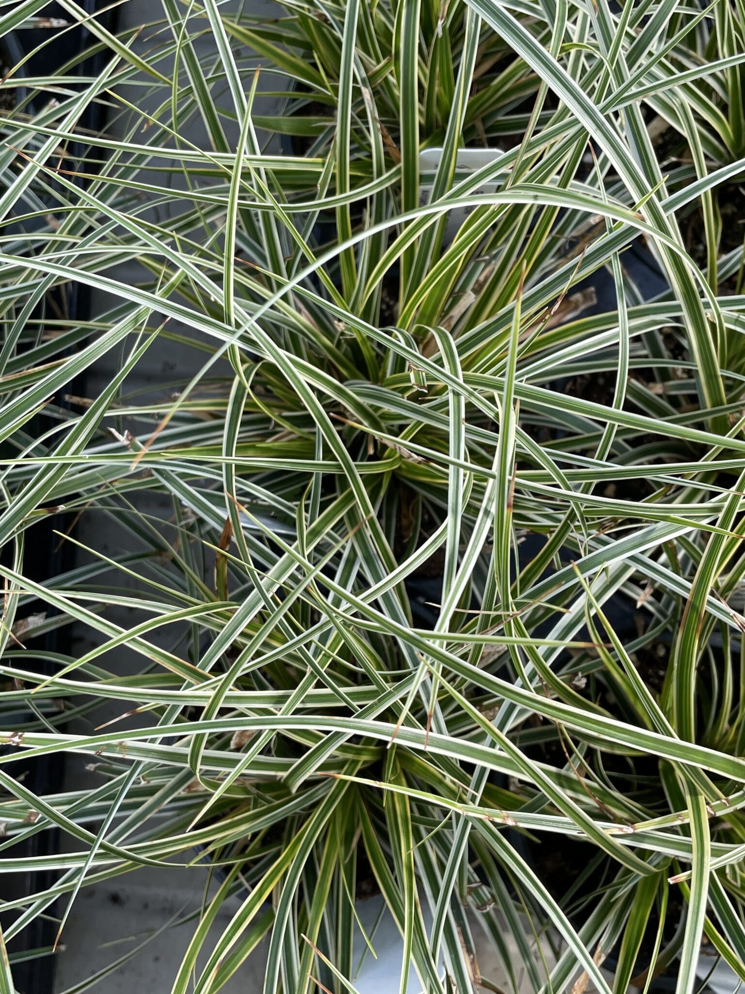 Carex 'Everest' - Peace Tree Farm Carex "Everest" sedge