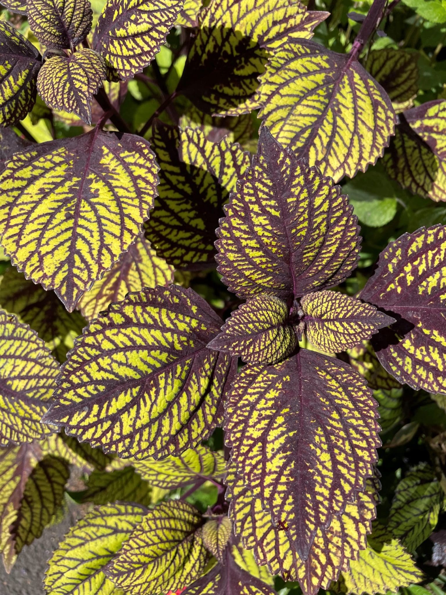 Coleus 'Fishnet Stockings' - Peace Tree Farm