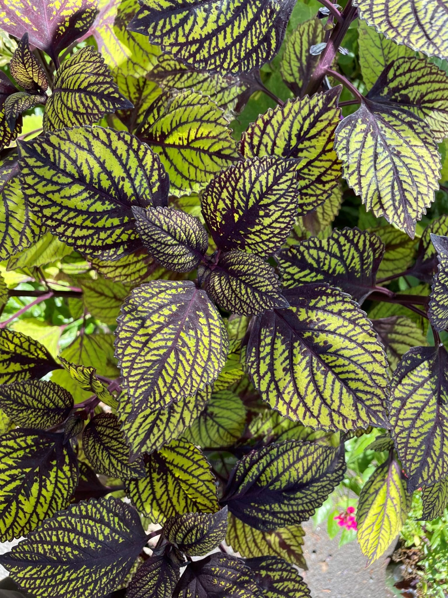 Coleus Fishnet Stockings
