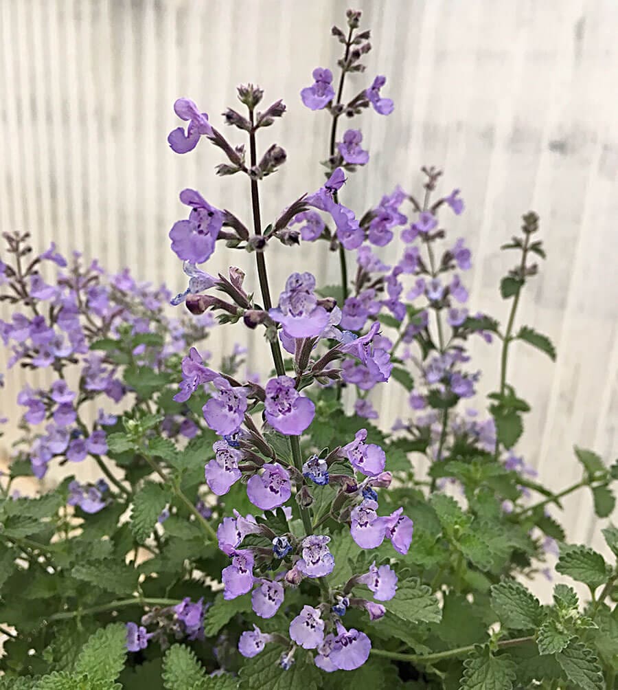 Nepeta 'Sylvester Blue™' - Peace Tree Farm