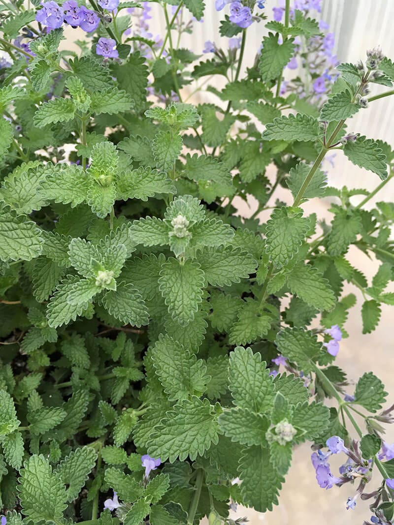 Nepeta 'Sylvester Blue™' - Peace Tree Farm