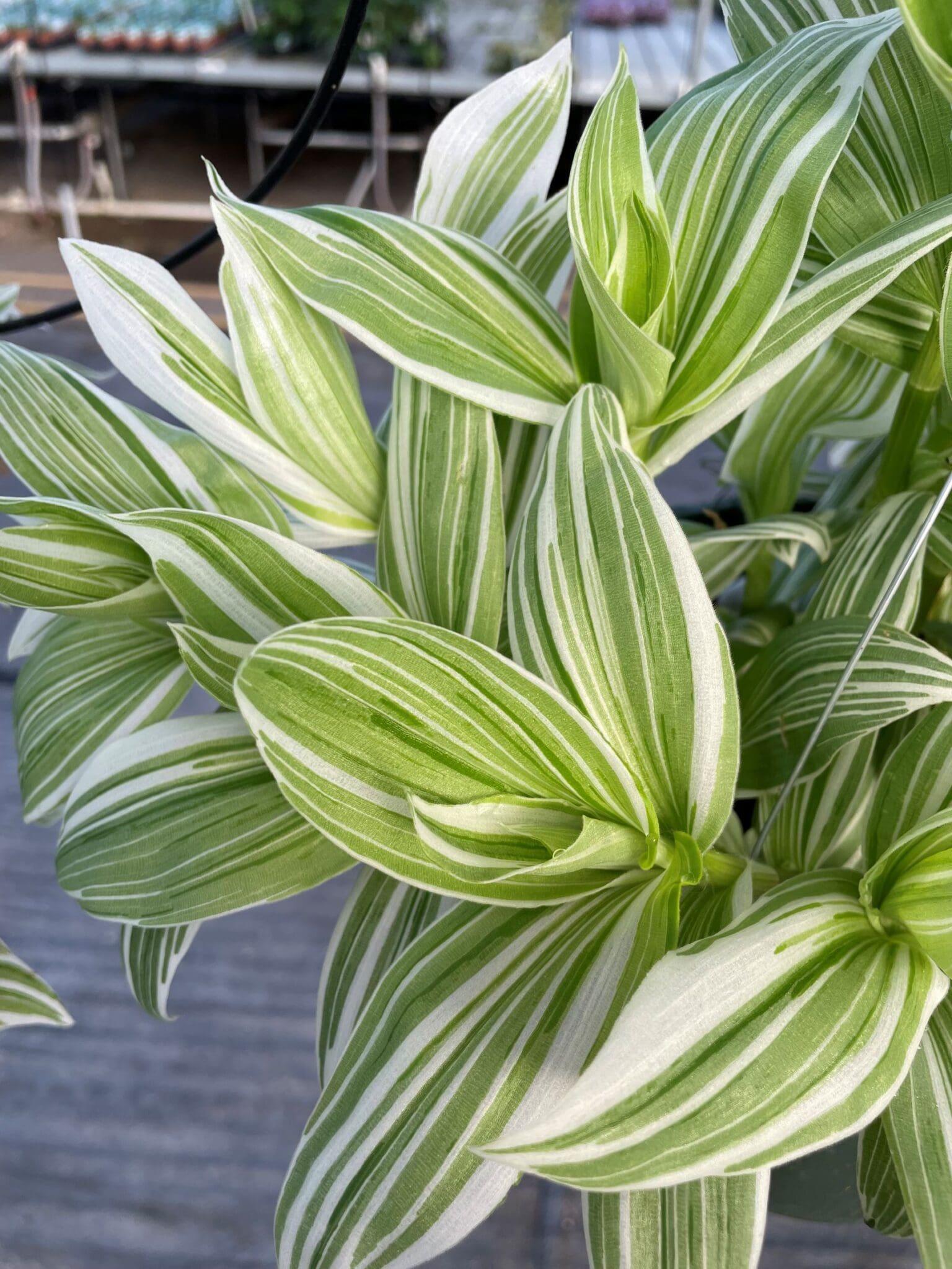 Tradescantia 'Pistachio' - Peace Tree Farm