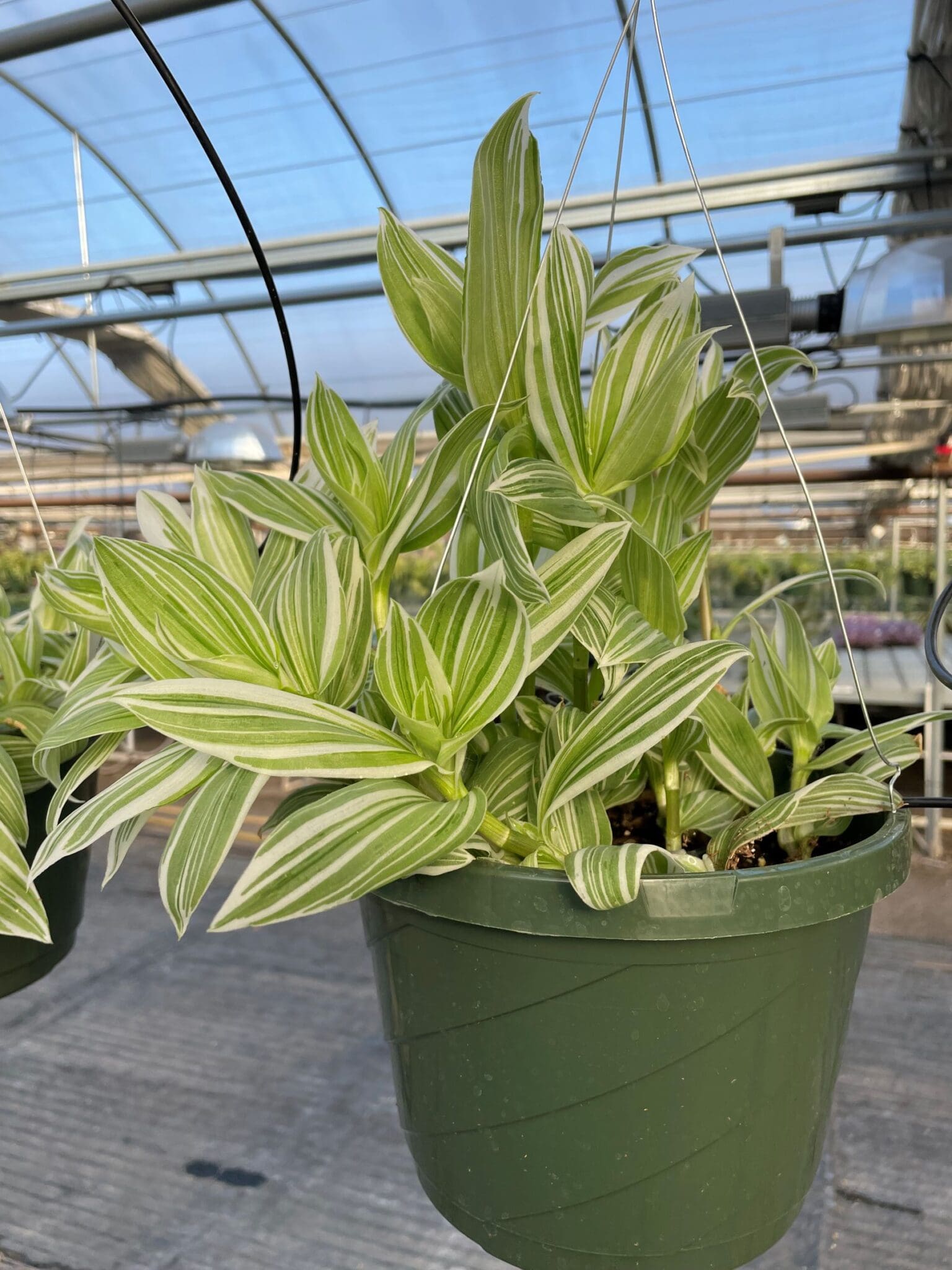 Tradescantia 'Pistachio' - Peace Tree Farm