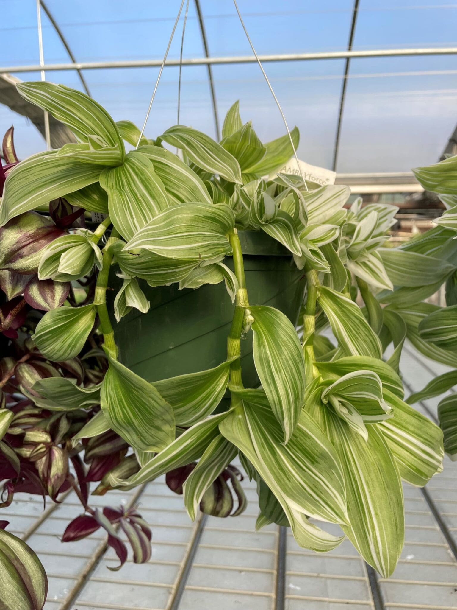 Tradescantia 'Pistachio' - Peace Tree Farm