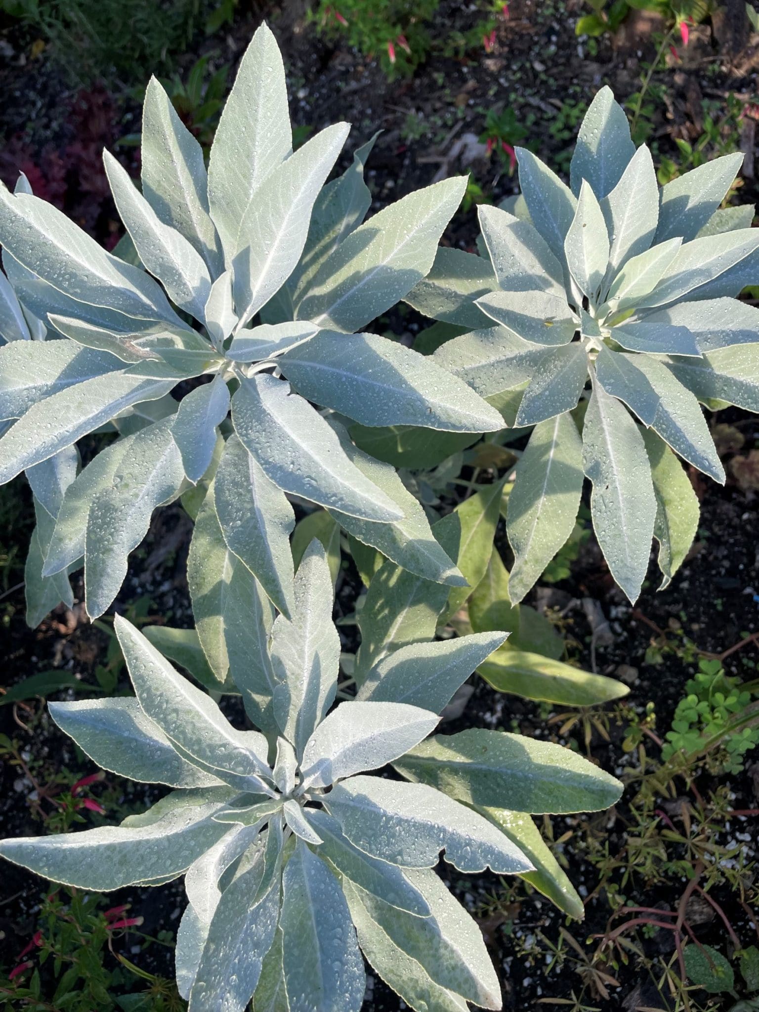 White Sage (Salvia apiana) - Peace Tree Farm