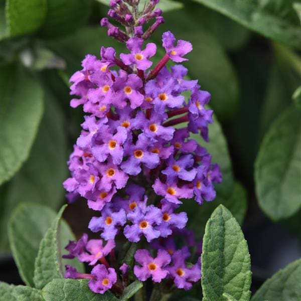 Buddleia Chrysalis™ Series - Peace Tree Farm