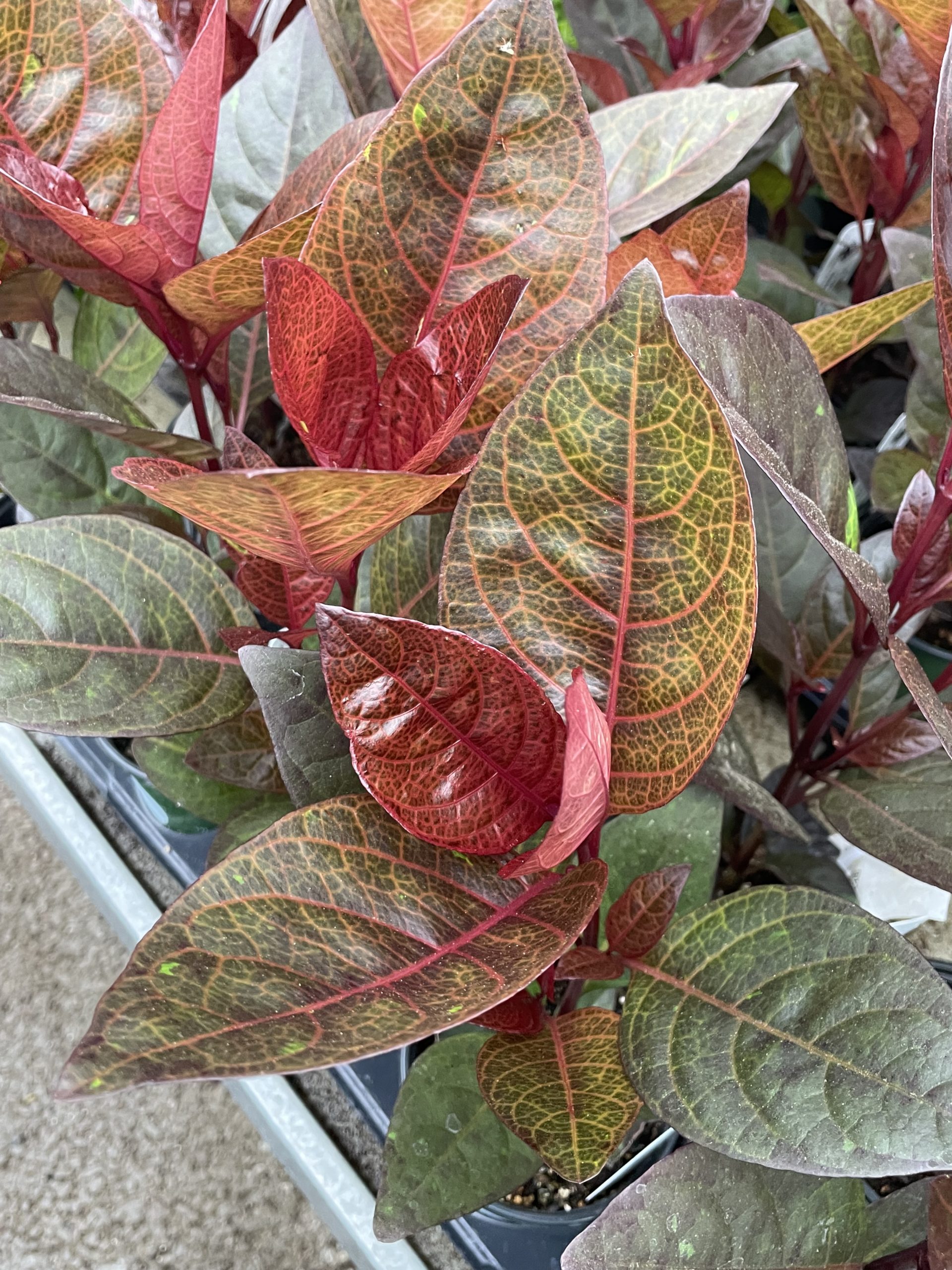 Pseuderanthemum 'Thai Bronze' - Peace Tree Farm