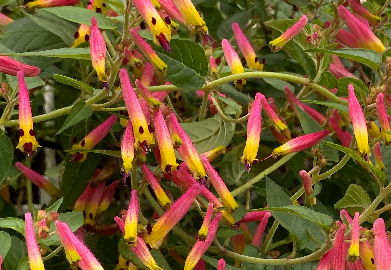 Cuphea 'Funny Face' - Peace Tree Farm Garden Geek