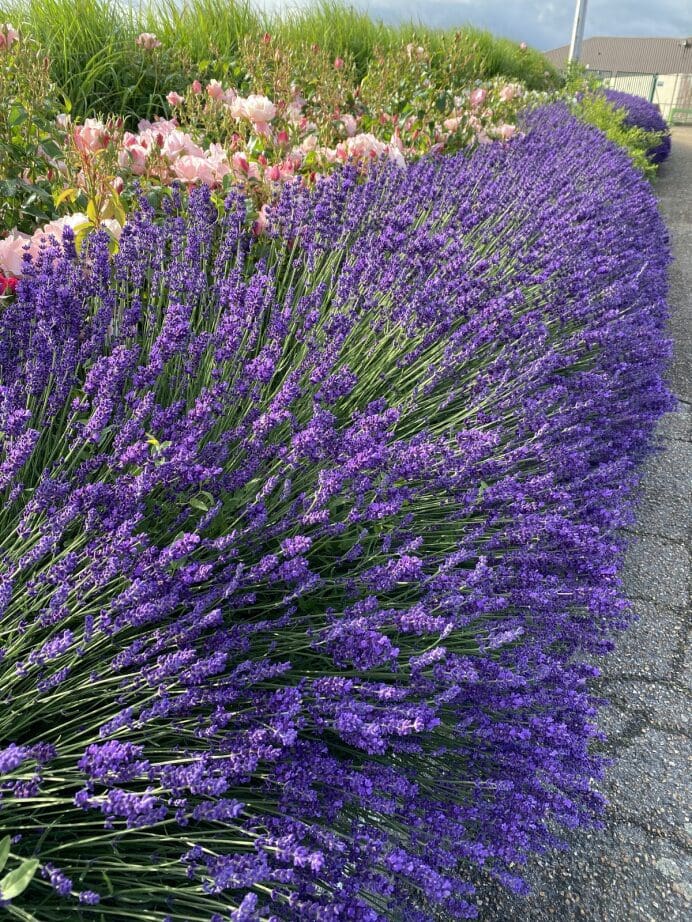 Lavender "Blue Jeans" - Peace Tree Farm