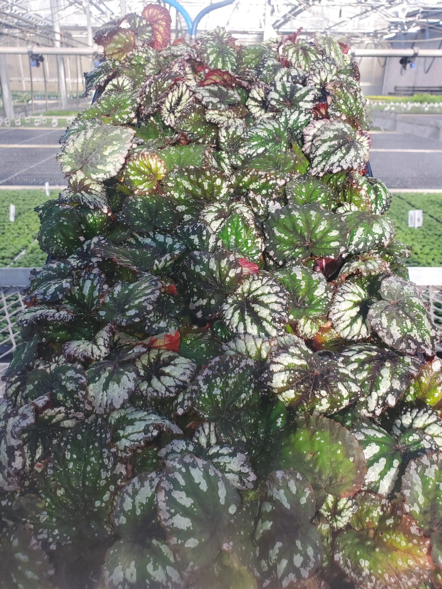 Begonia rex "Spirit of Flores" - Peace Tree Farm
