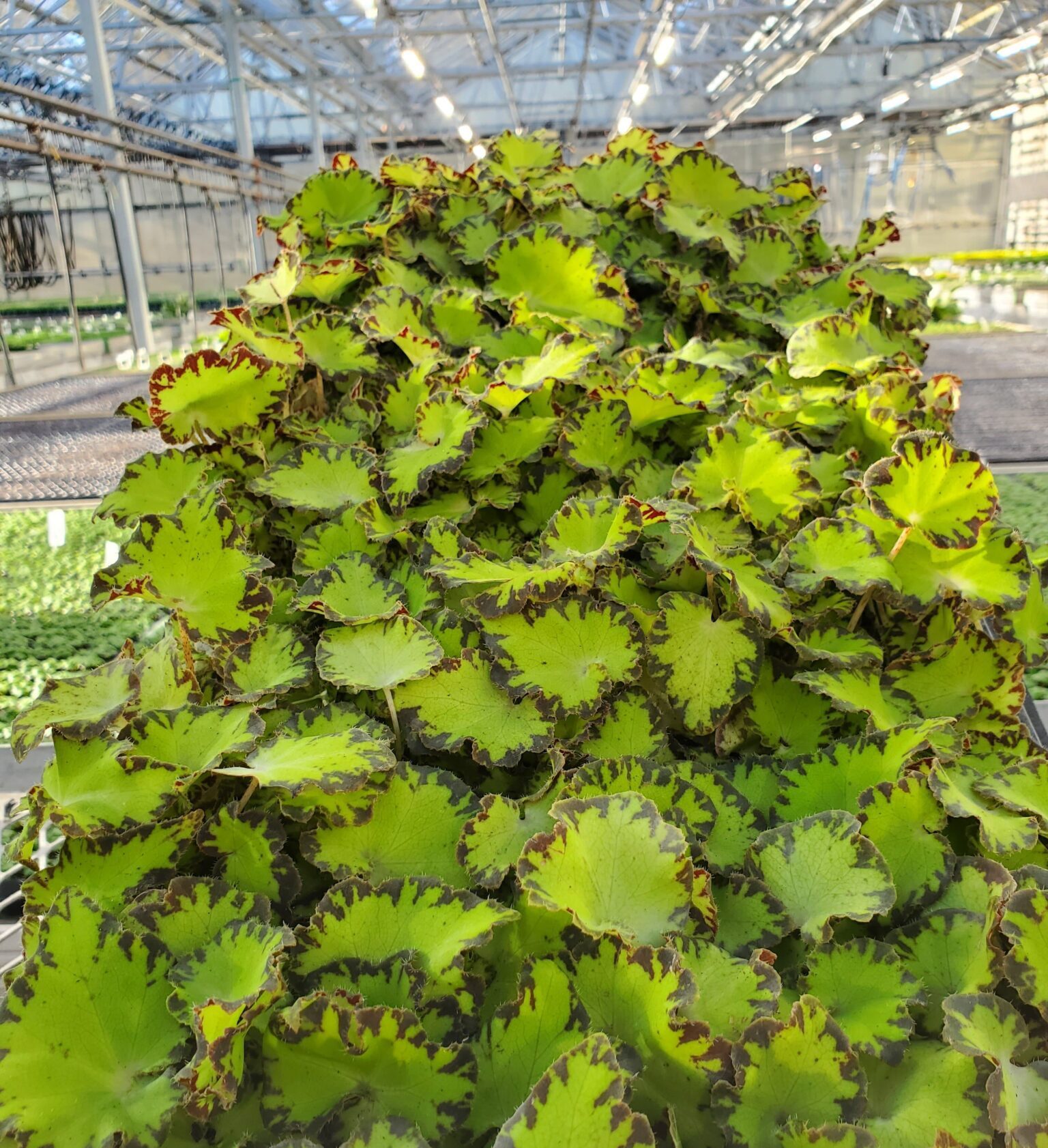 Begonia Rex "Spirit of Pemba" - Peace Tree Farm Begonia Rex "Spirit of ...
