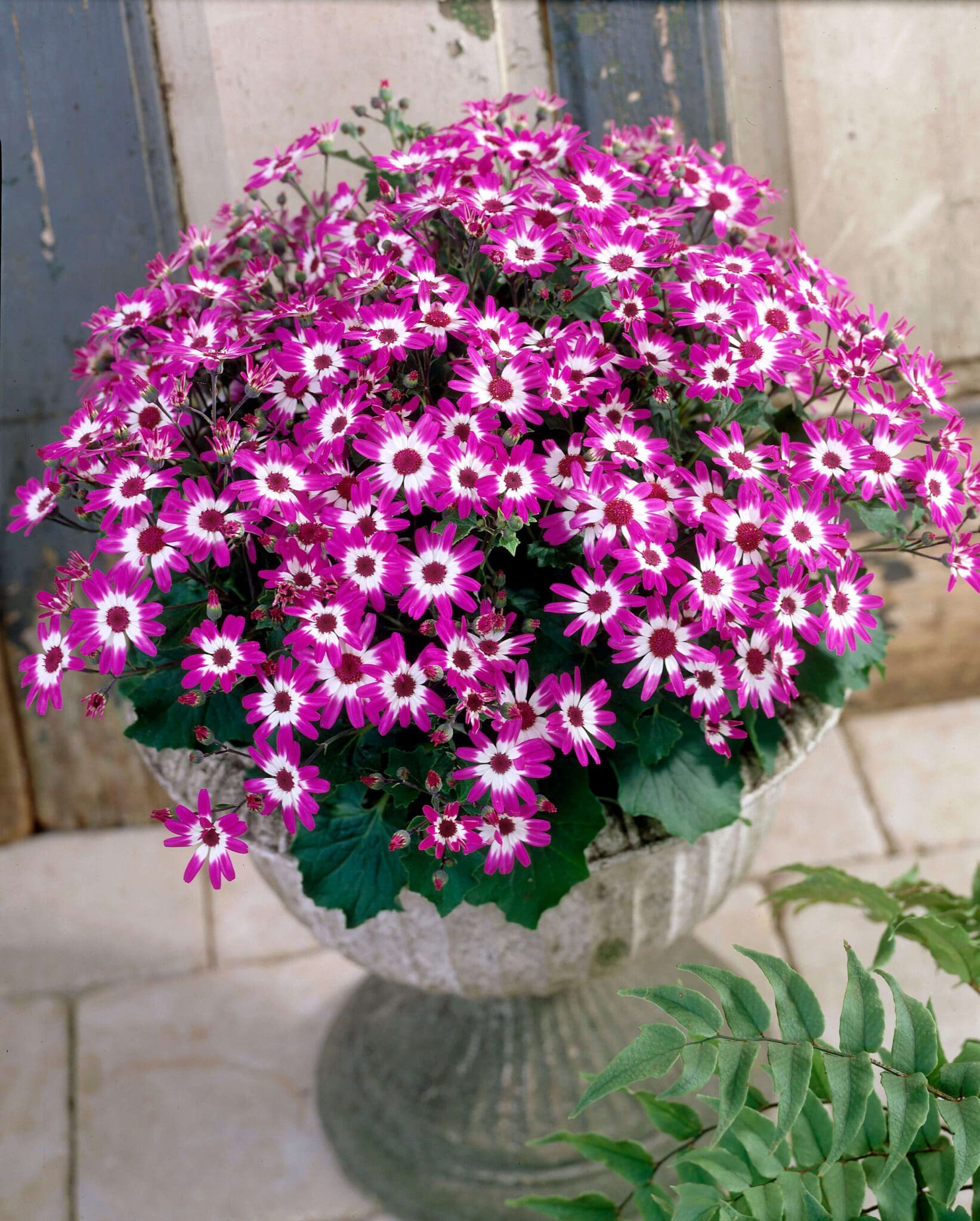 Senetti "Baby Magenta Bicolor" - Peace Tree Farm Senetti "Baby Magenta ...