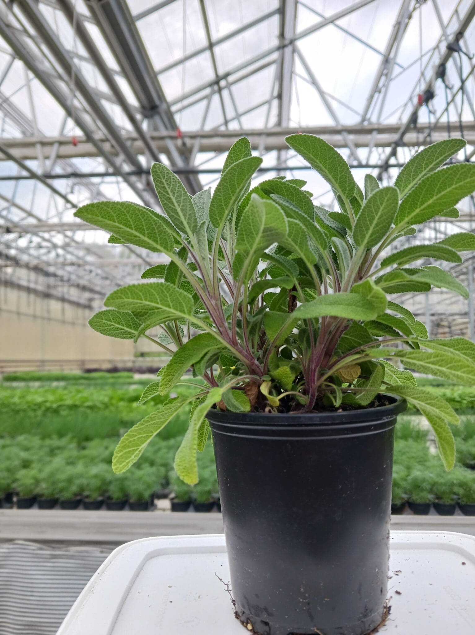 Sage - Salvia officinalis 'Grower's Friend' - Peace Tree Farm Sage ...