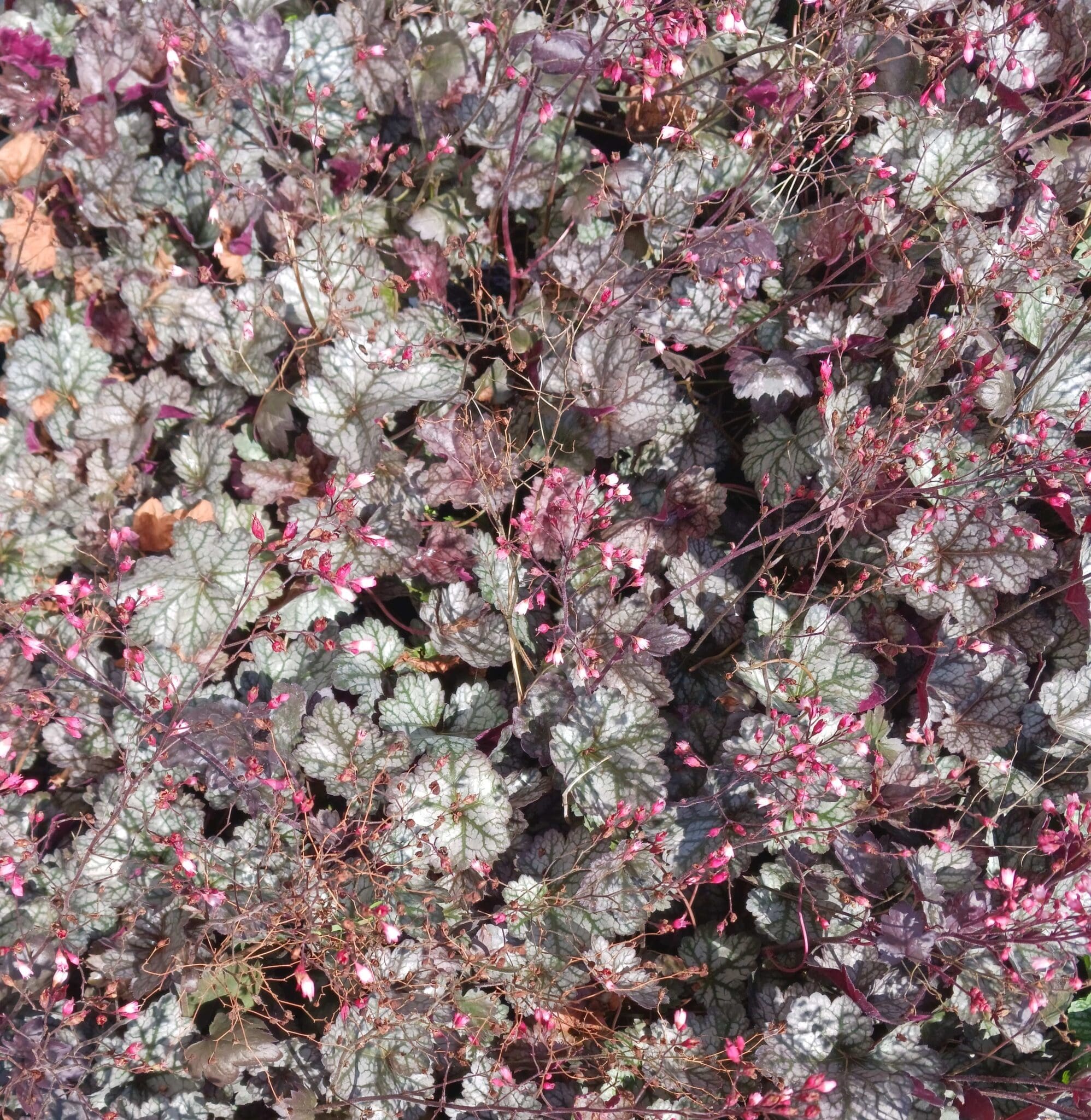 Heuchera "Glitter" - Peace Tree Farm