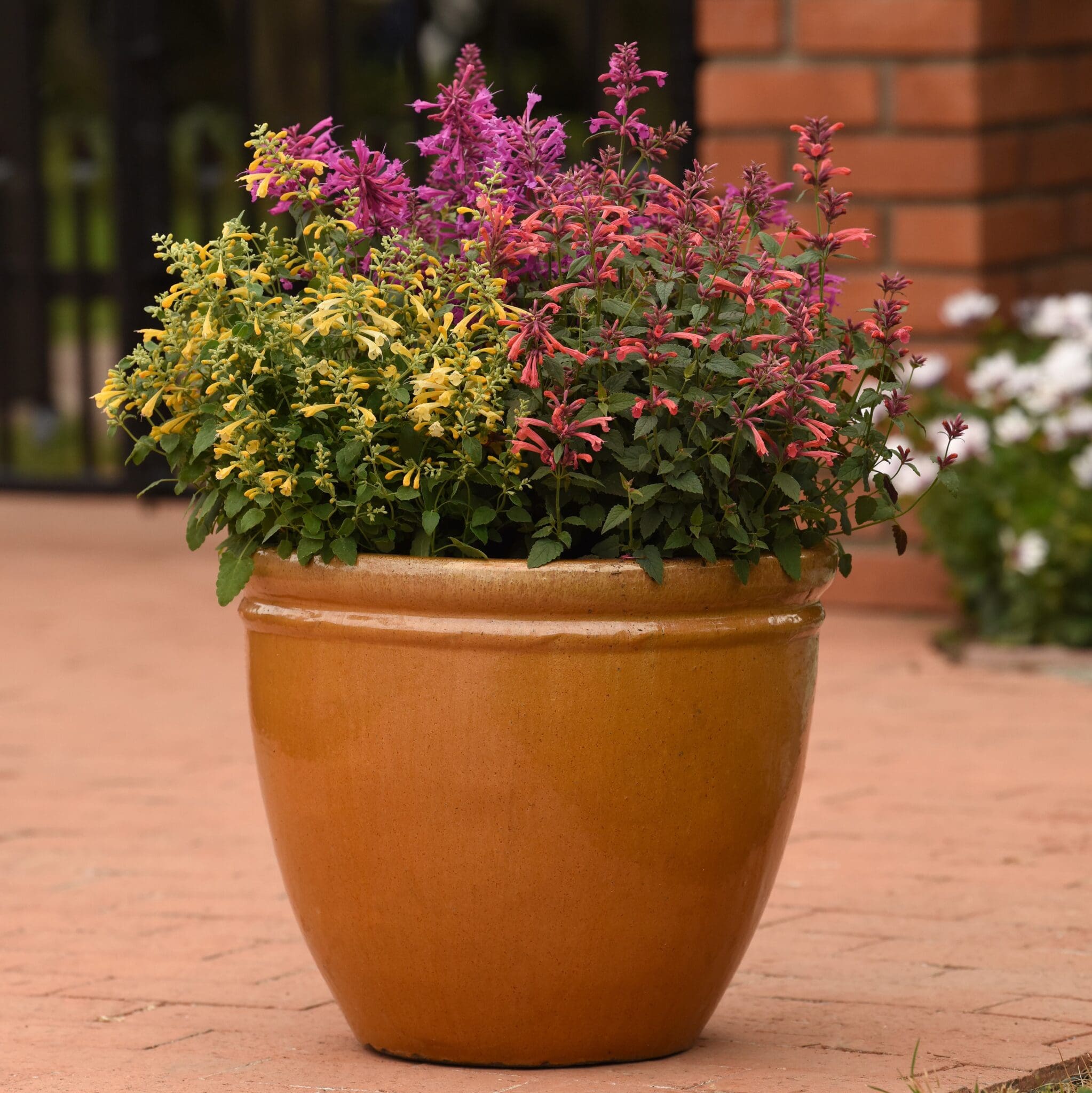Agastache Summerlong™ - Peace Tree Farm 2025 Garden Geek
