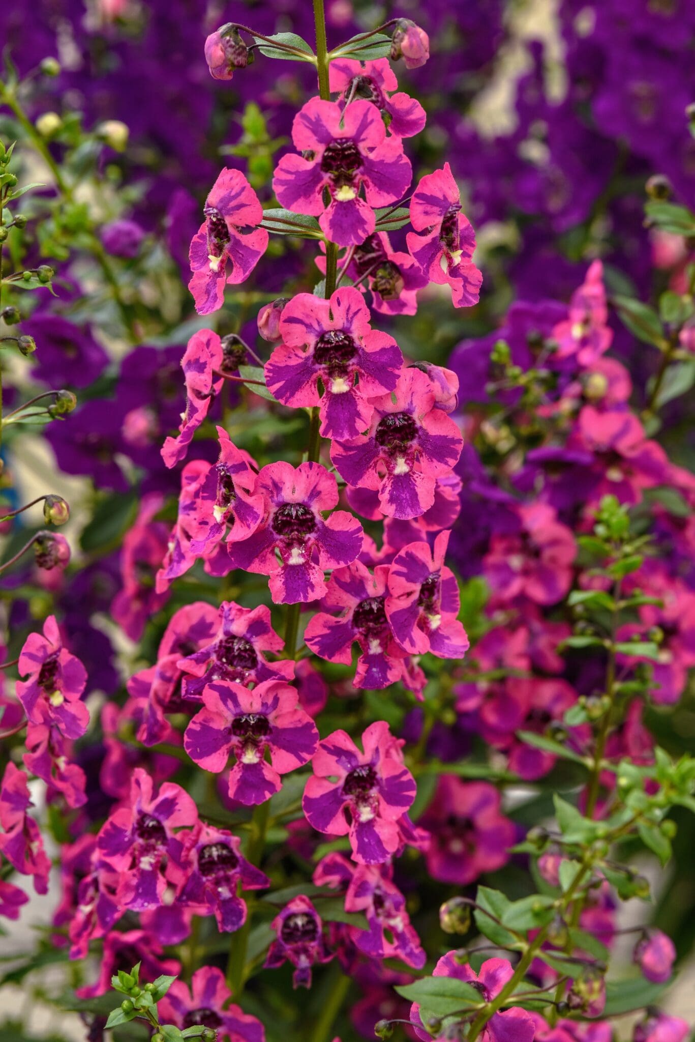 Angelonia Guardian Angel™ Berry Sparkler - Peace Tree Farm Angelonia Berry