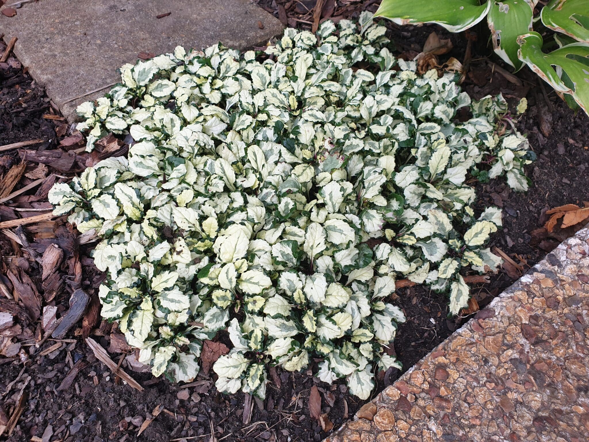 Ajuga Princess Series - Peace Tree Farm Garden Geek