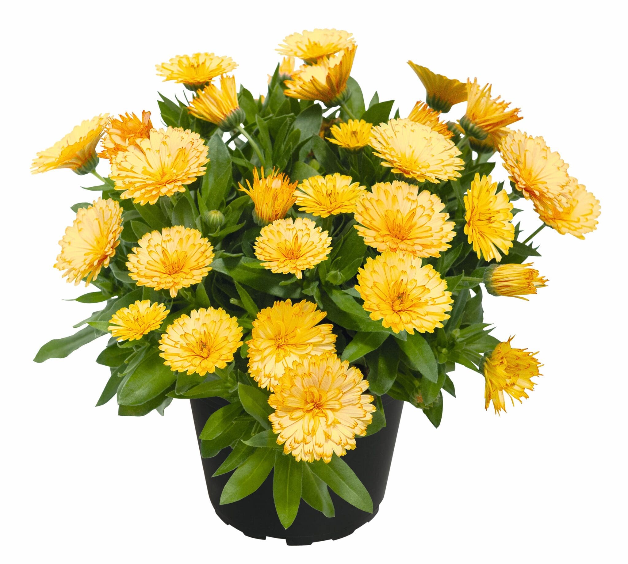 Calendula PowerDaisy Series - Peace Tree Farm Garden Geek