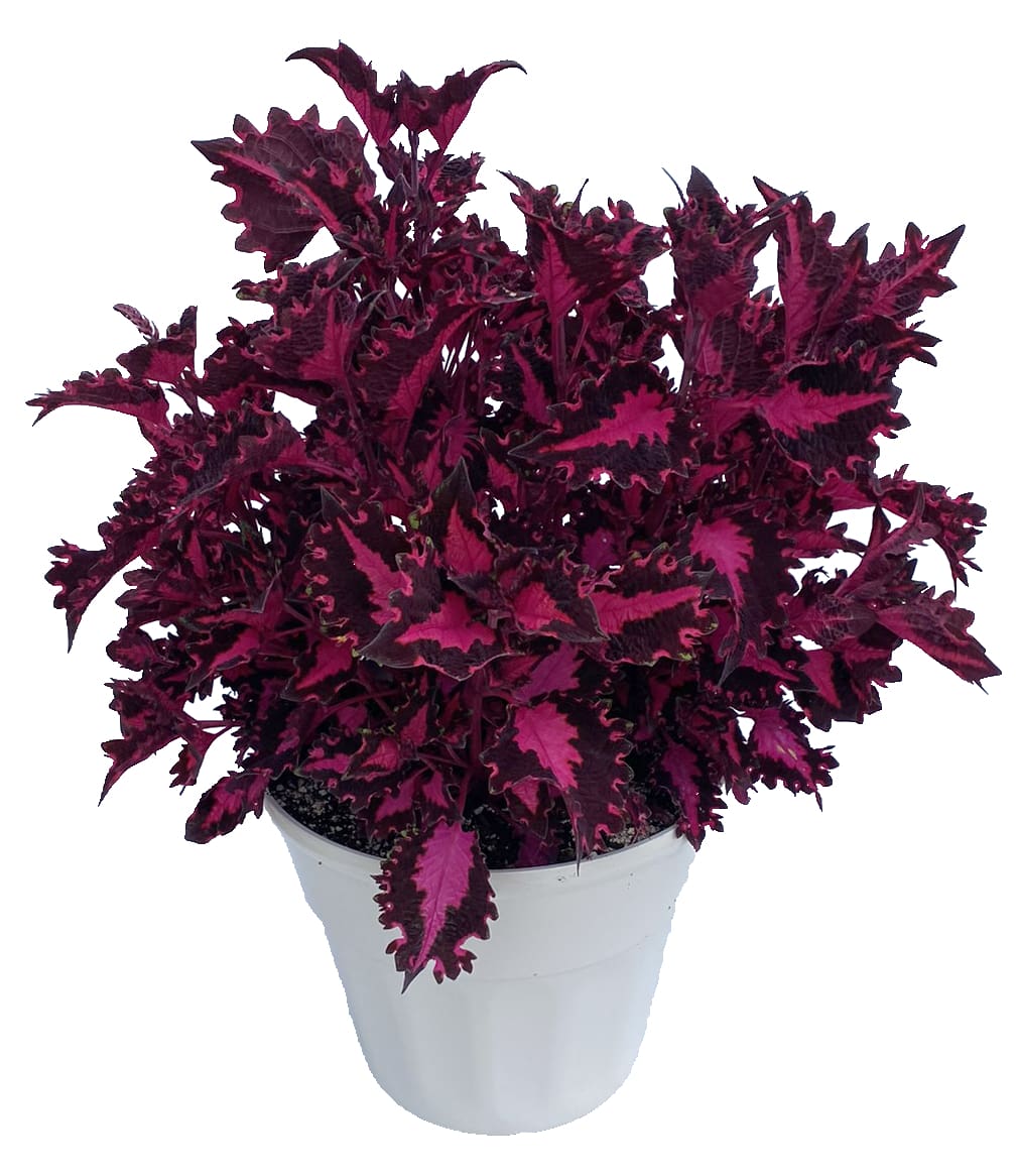 Coleus TerraScape Series - Peace Tree Farm