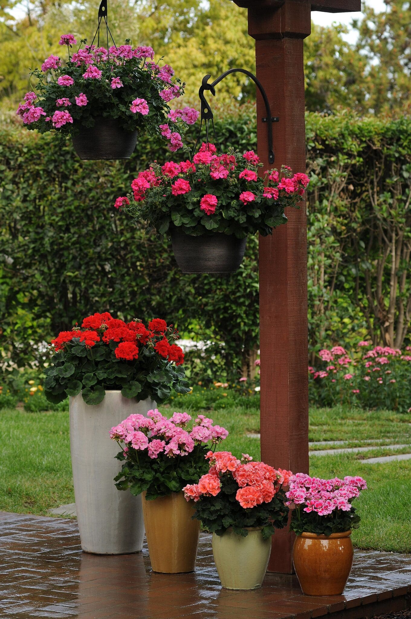 Geranium Presto™ Series - Peace Tree Farm Hanging Baskets
