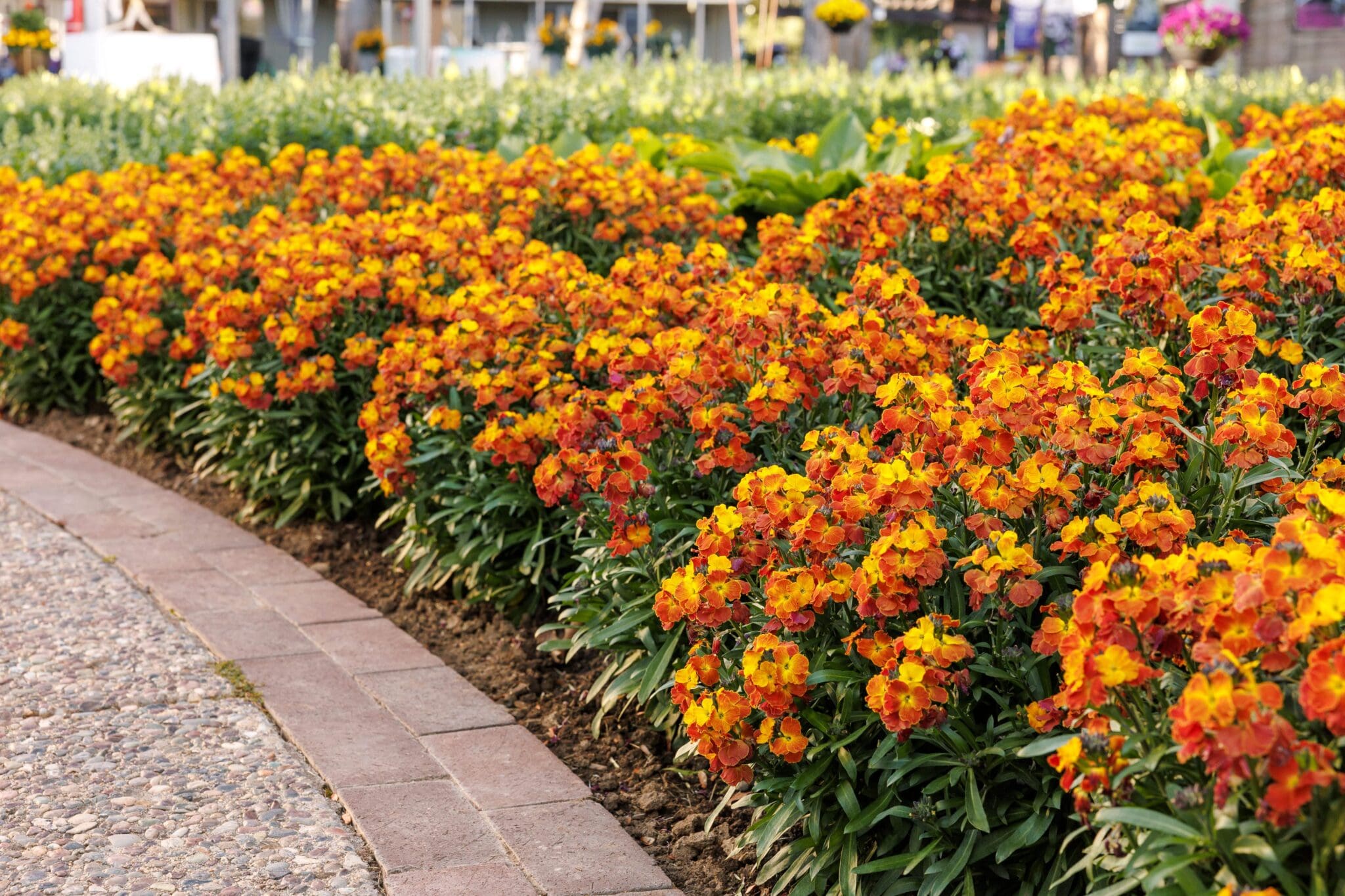 Erysimum Erysistible™ Series - Peace Tree Farm Garden Geek
