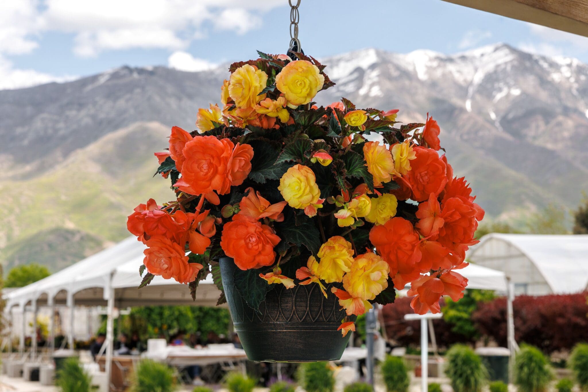 Begonia iCandy™ Series - Peace Tree Farm Hanging Baskets